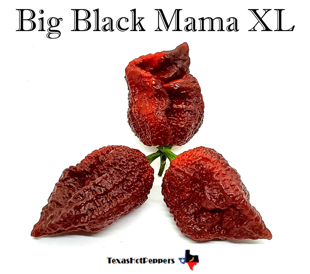 Big Black Mama XL – Texas Hot Peppers