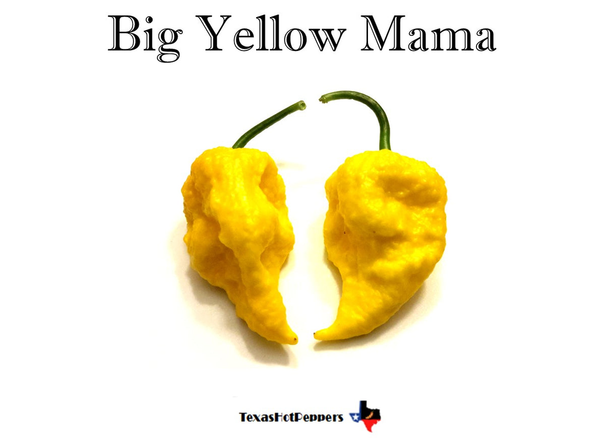 Big Yellow Mama – Texas Hot Peppers