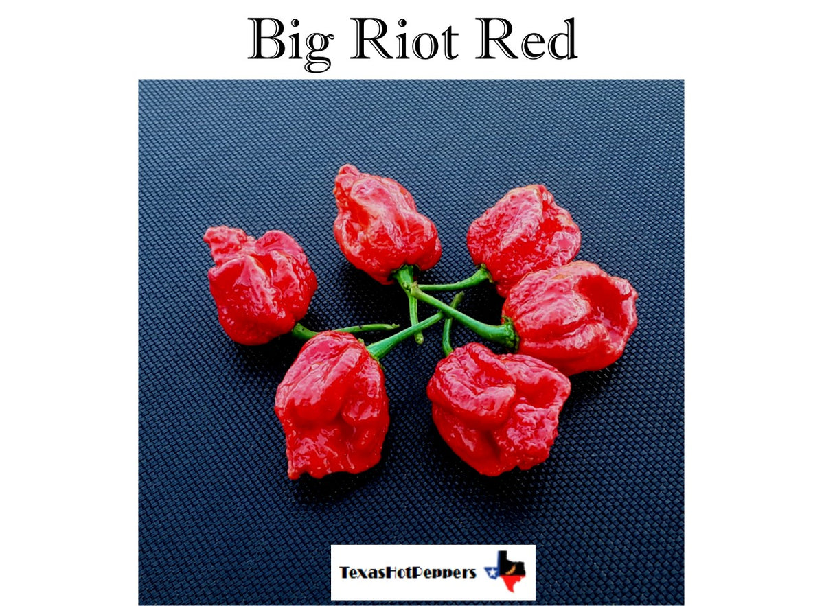 Big Riot Red – Texas Hot Peppers