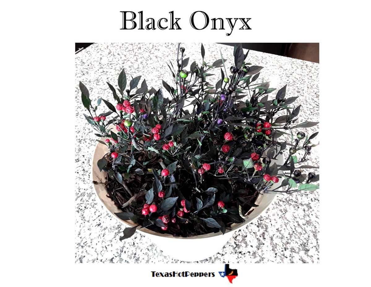 Black Onyx – Texas Hot Peppers