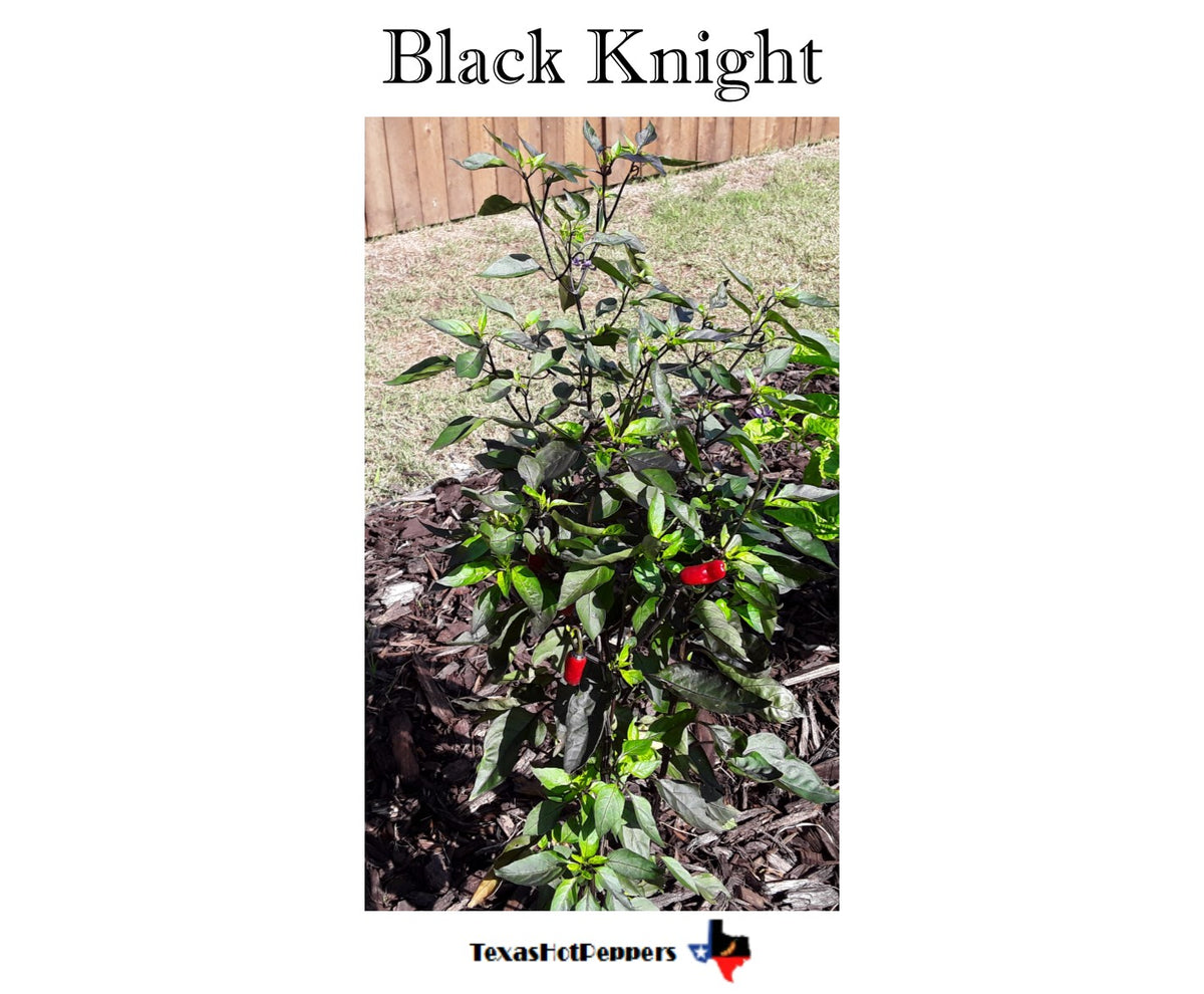 Black Knight – Texas Hot Peppers