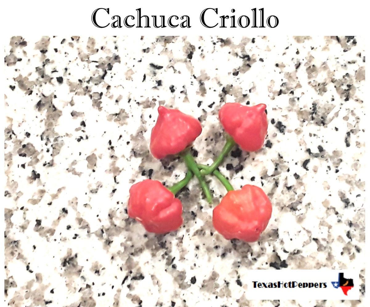 Cachuca Criollo Seeds – Texas Hot Peppers