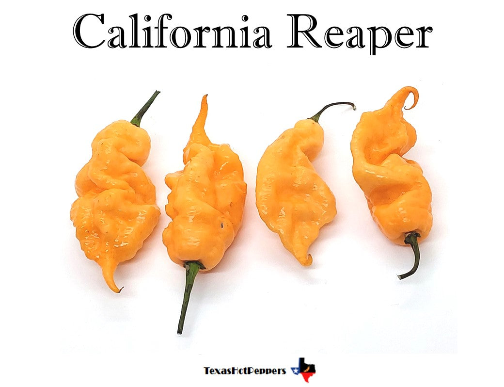 California Reaper – Texas Hot Peppers