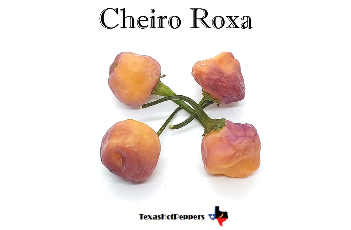 Cheiro Roxa – Texas Hot Peppers