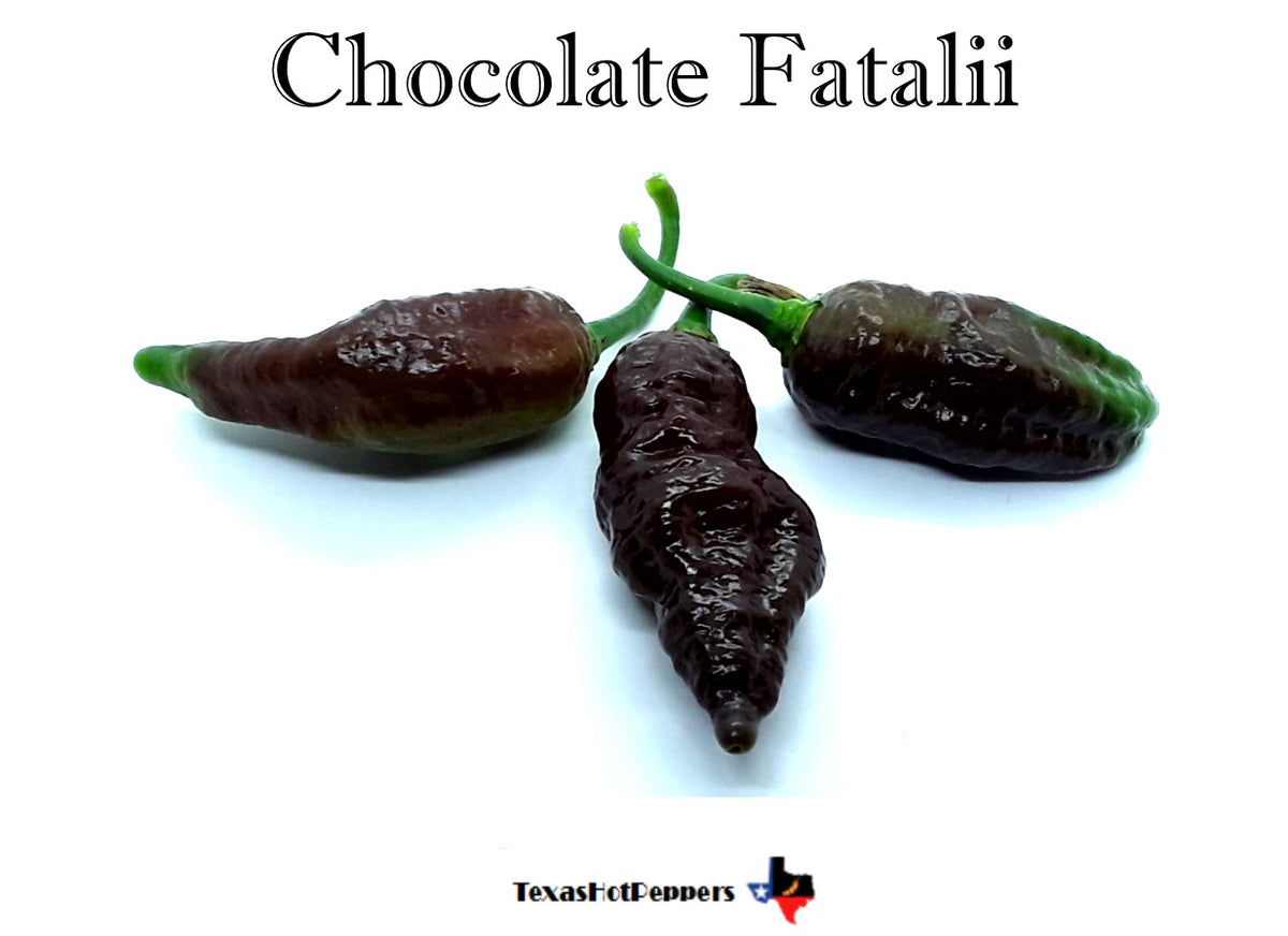 Chocolate Fatalii – Texas Hot Peppers