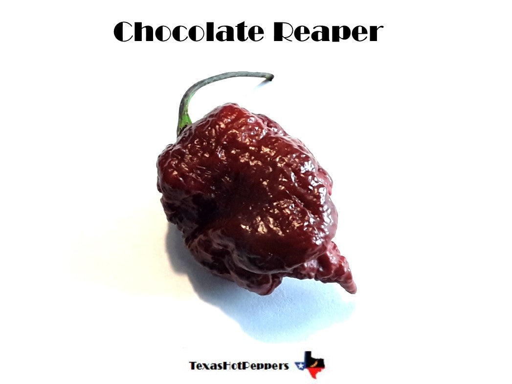 Chocolate Reaper Seeds – Texas Hot Peppers