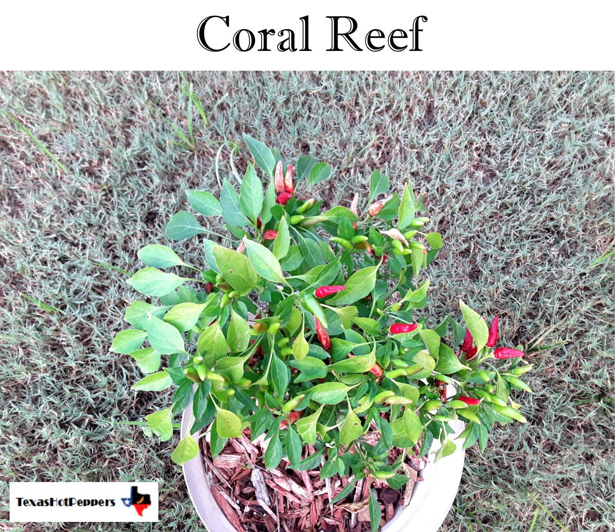 coral pepper