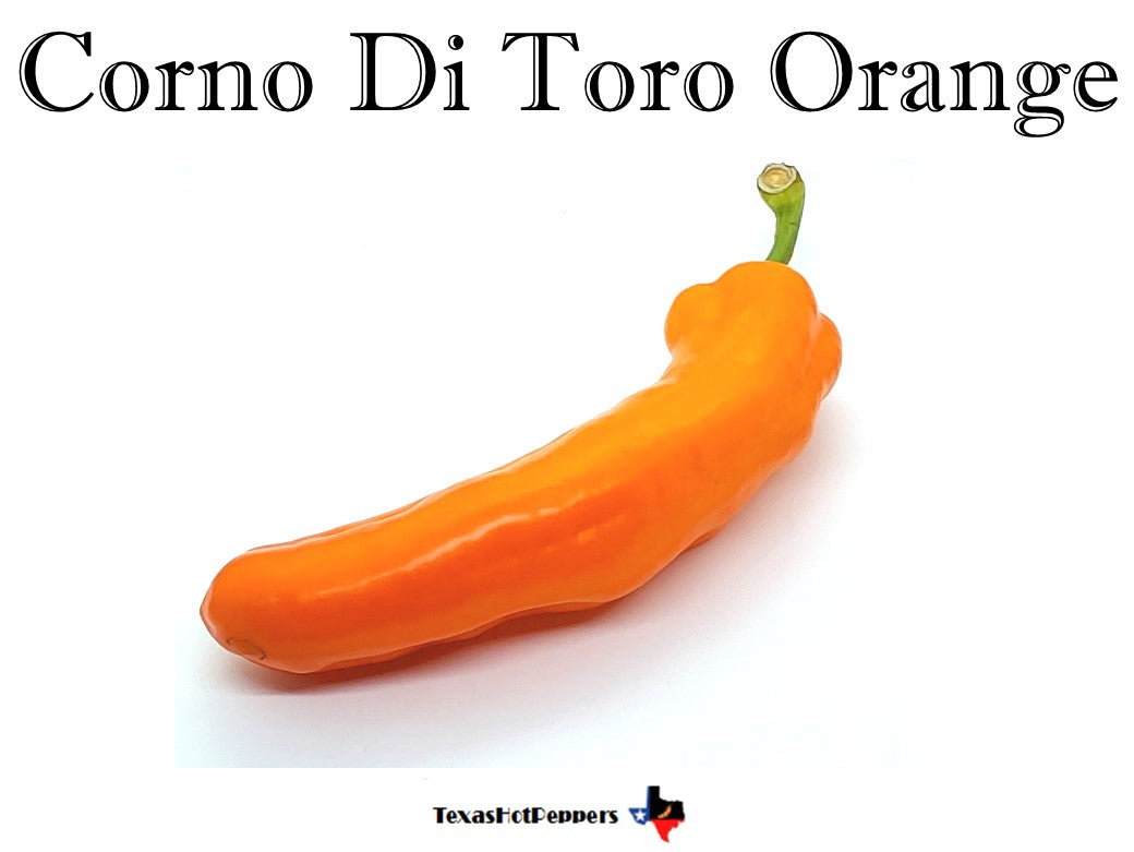 Corno Di Toro Orange – Texas Hot Peppers