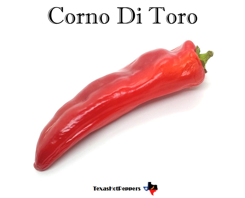 Corno Di Toro – Texas Hot Peppers
