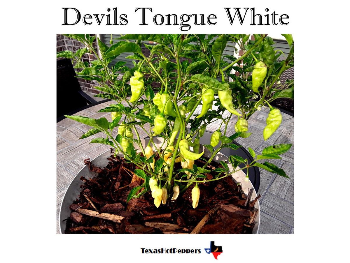 Devils Tongue White – Texas Hot Peppers