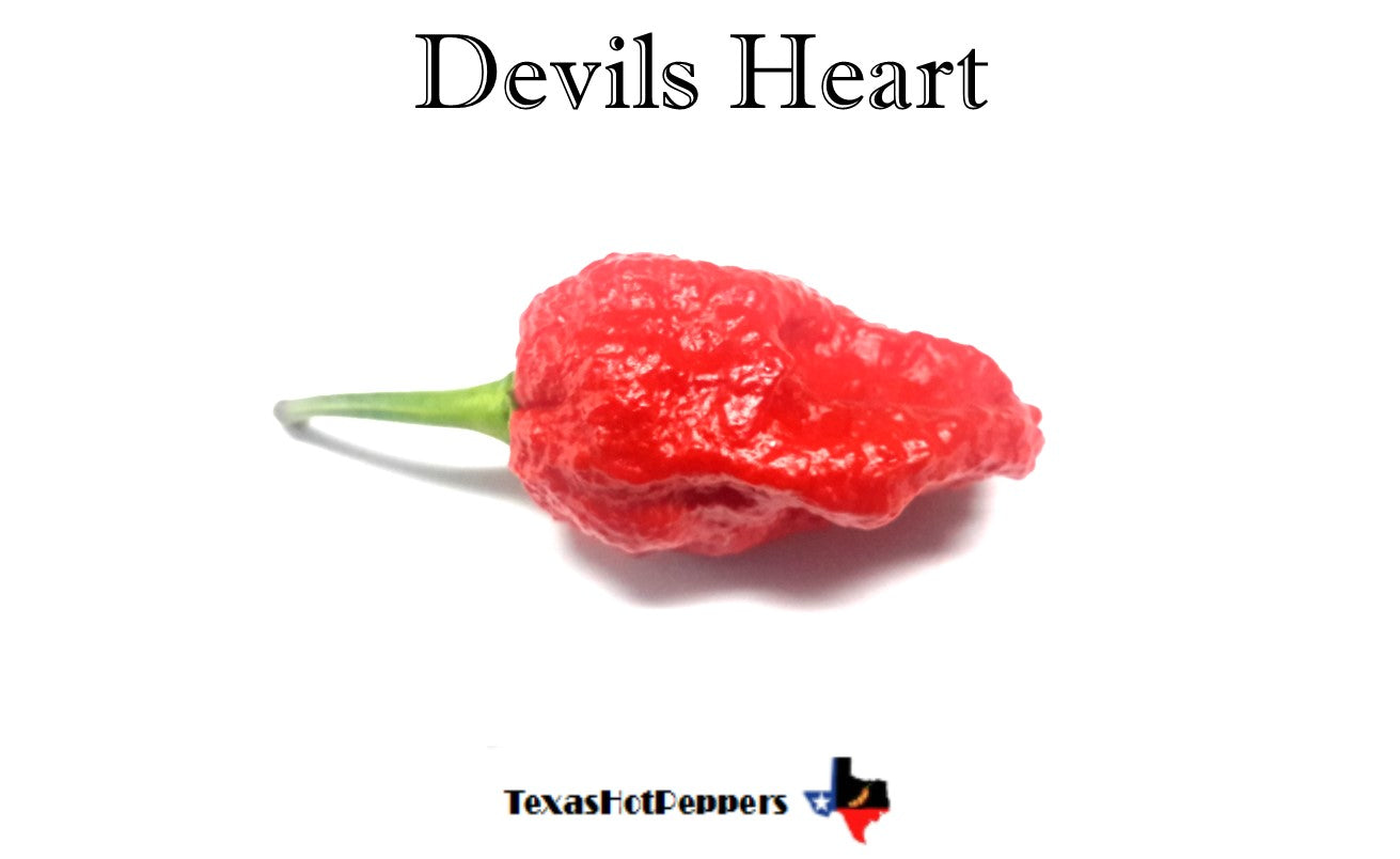 Devils Heart Seeds – Texas Hot Peppers