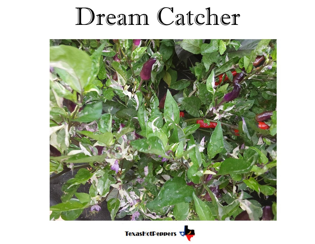 Dream Catcher – Texas Hot Peppers