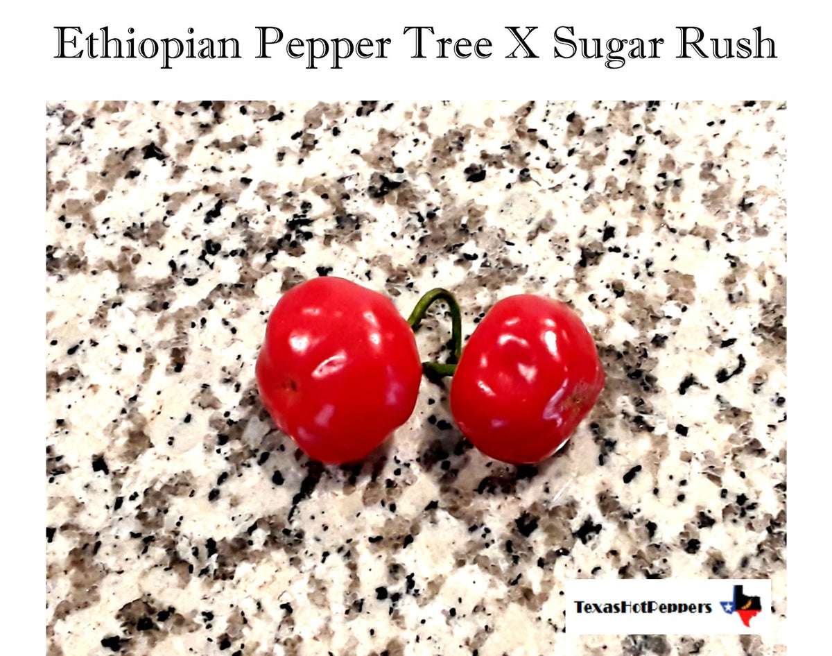 Ethiopian Pepper Tree X Sugar Rush – Texas Hot Peppers
