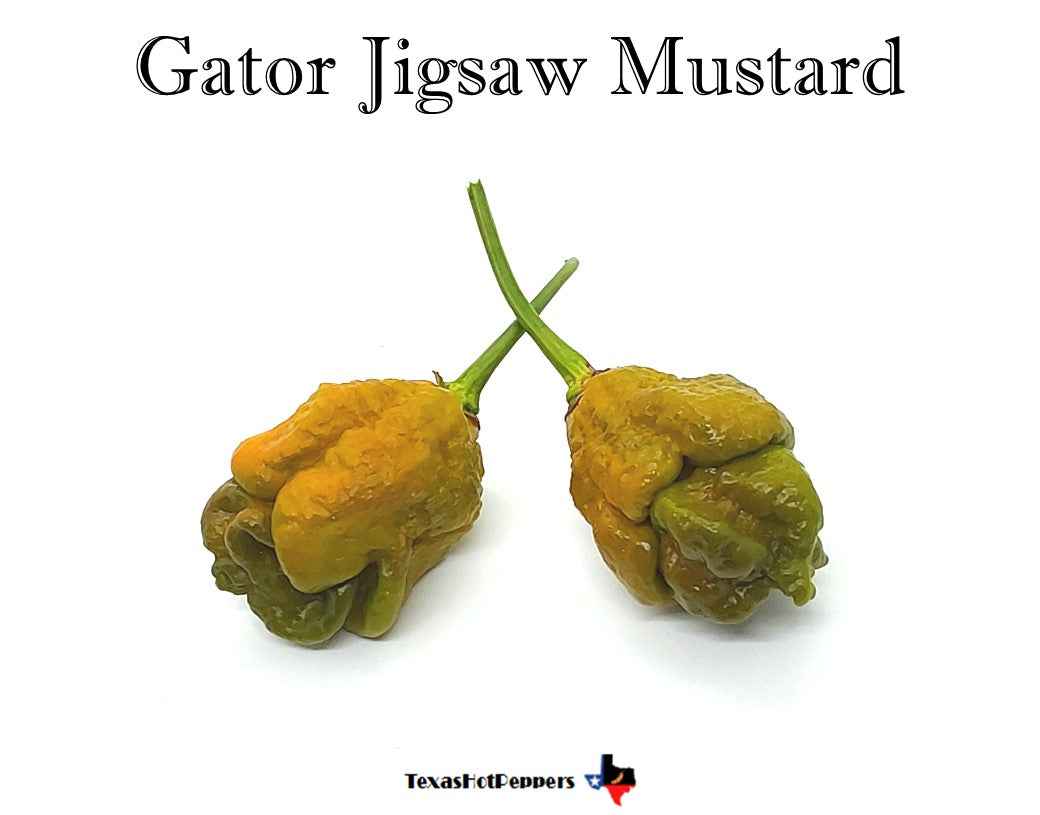Gator Jigsaw Mustard – Texas Hot Peppers