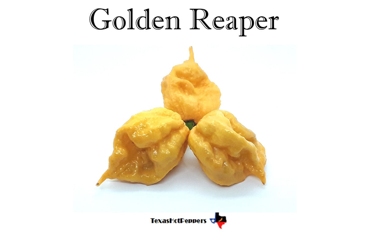 Golden Reaper – Texas Hot Peppers