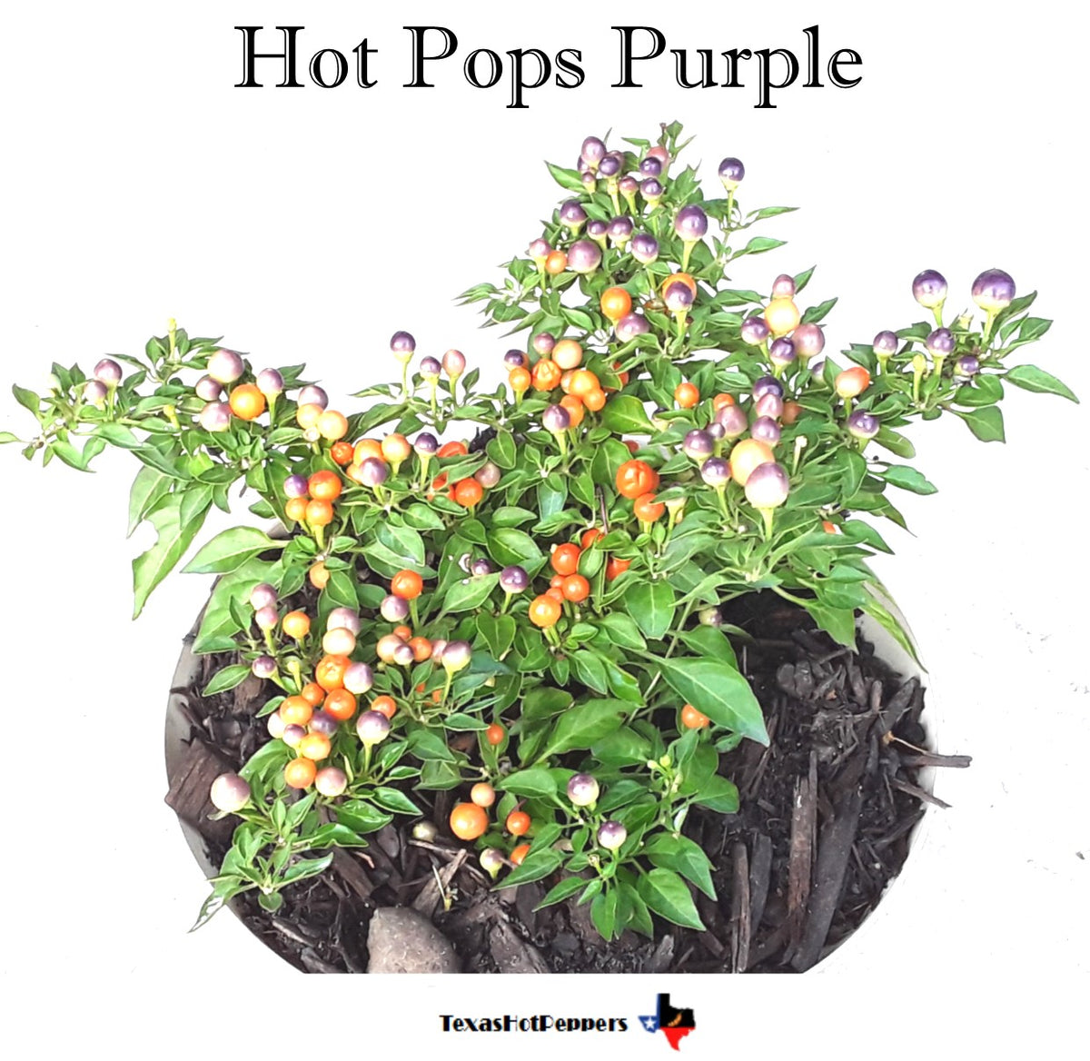Hot Pops Purple – Texas Hot Peppers
