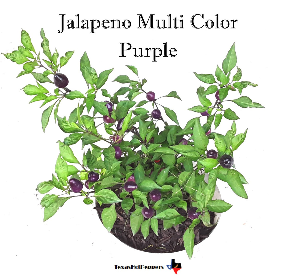 Jalapeno Multicolor Purple – Texas Hot Peppers