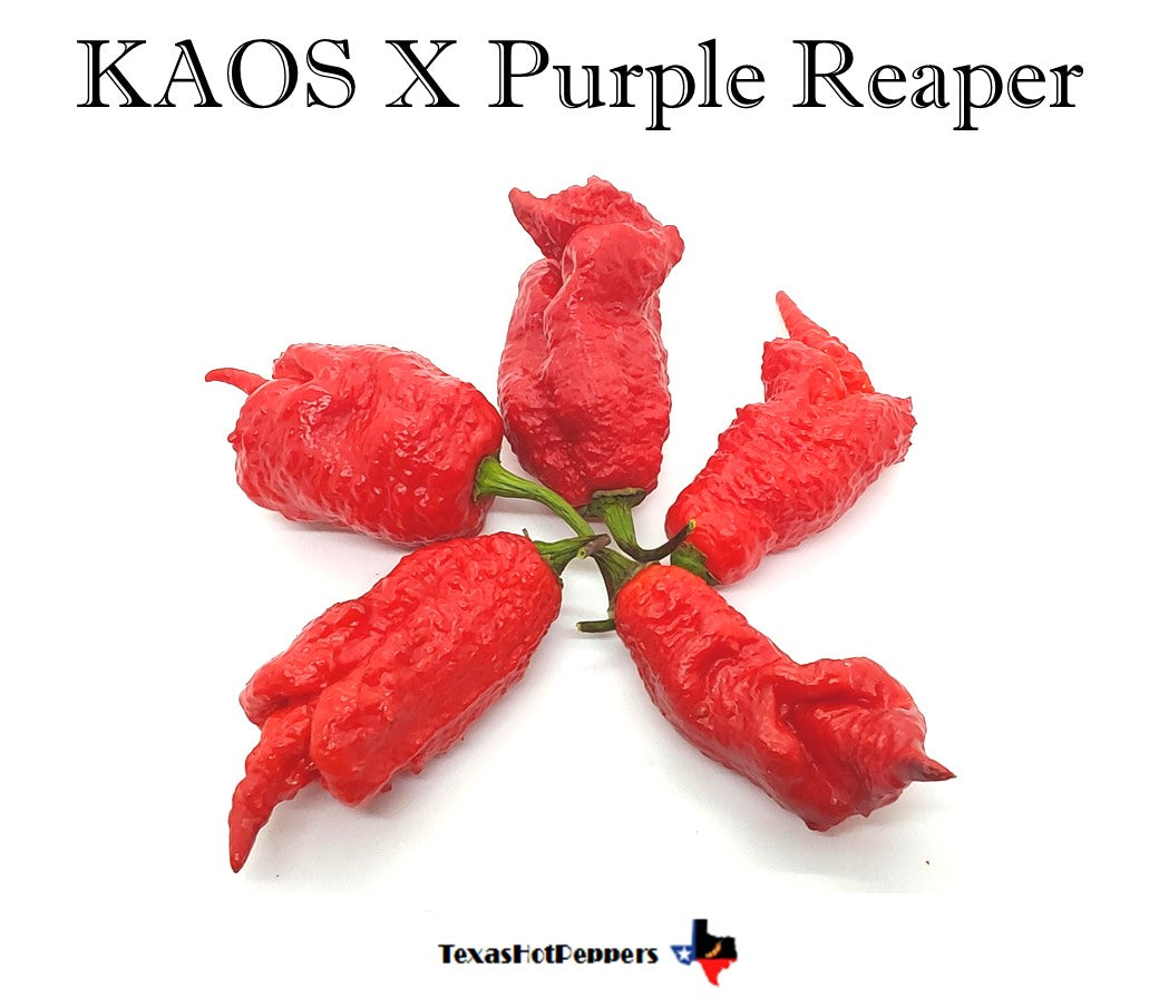 KAOS X Purple Reaper – Texas Hot Peppers