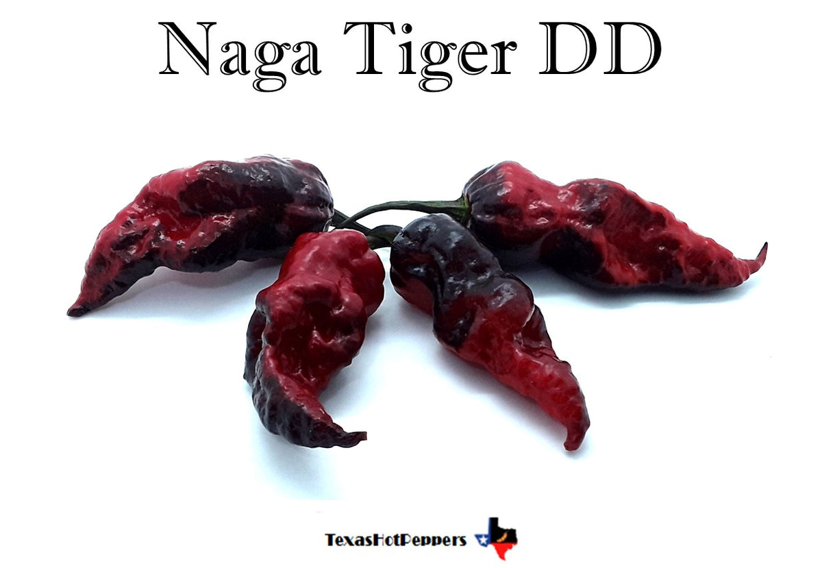 Naga Tiger DD – Texas Hot Peppers