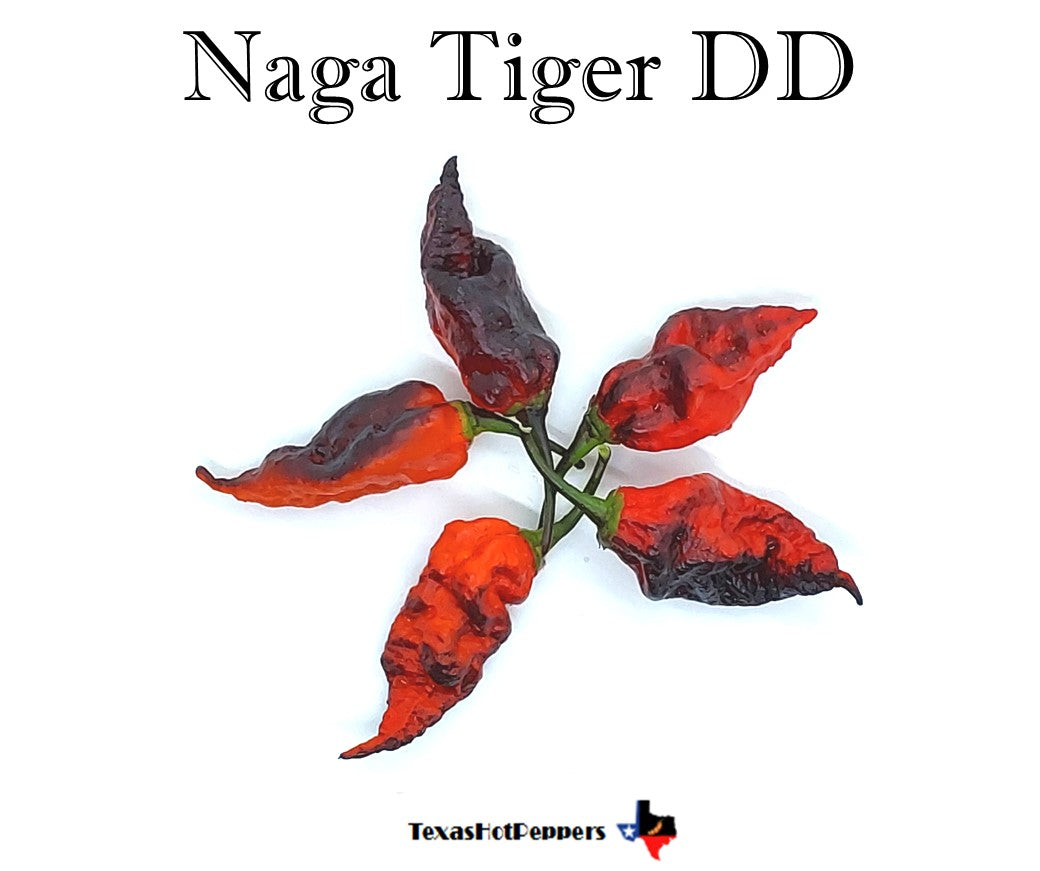 Naga Tiger DD – Texas Hot Peppers