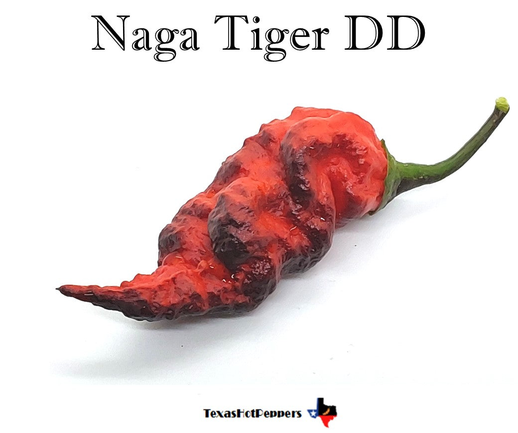 Naga Tiger DD – Texas Hot Peppers
