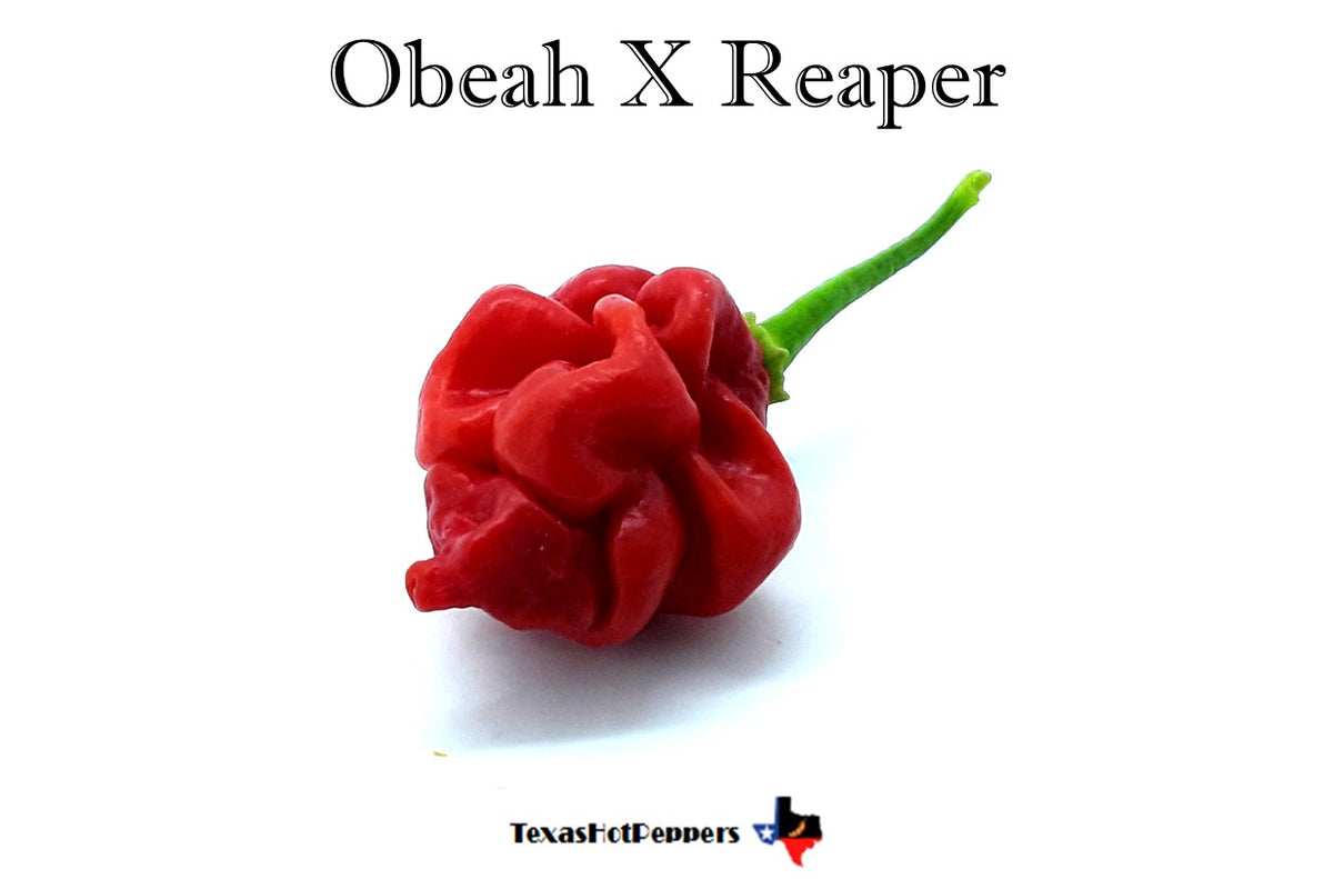 Obeah X Reaper – Texas Hot Peppers