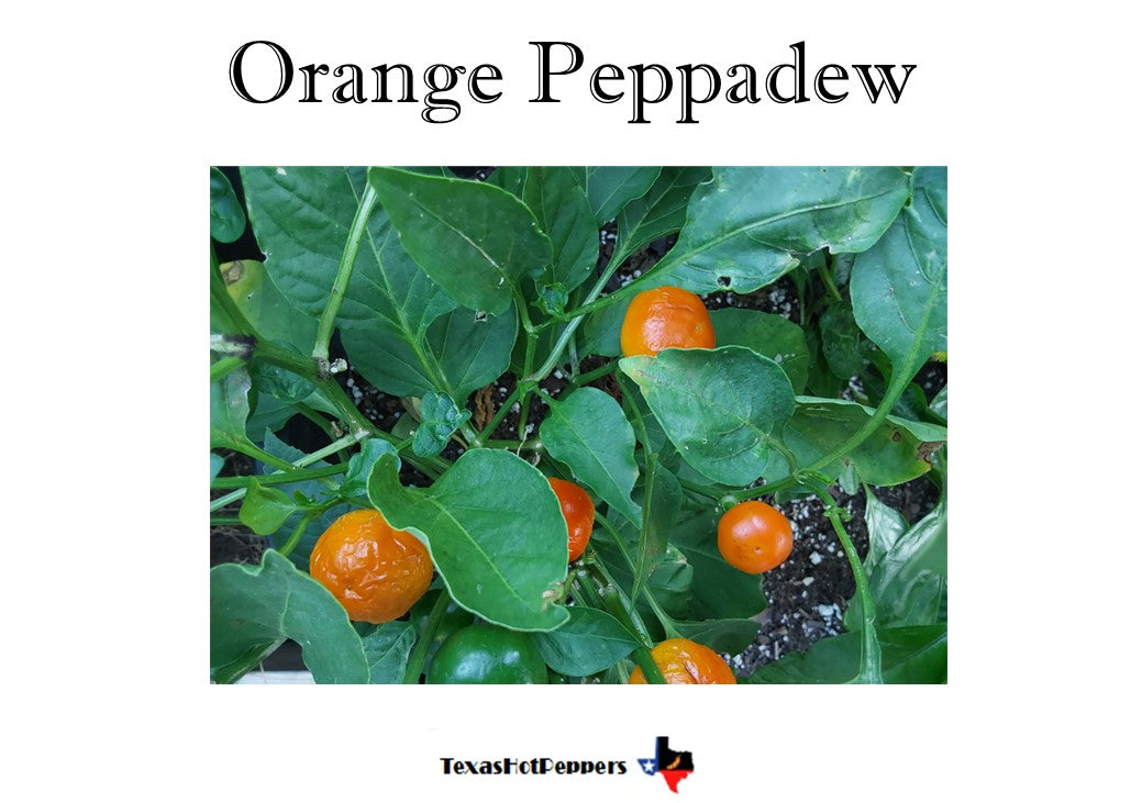 Orange Peppadew – Texas Hot Peppers