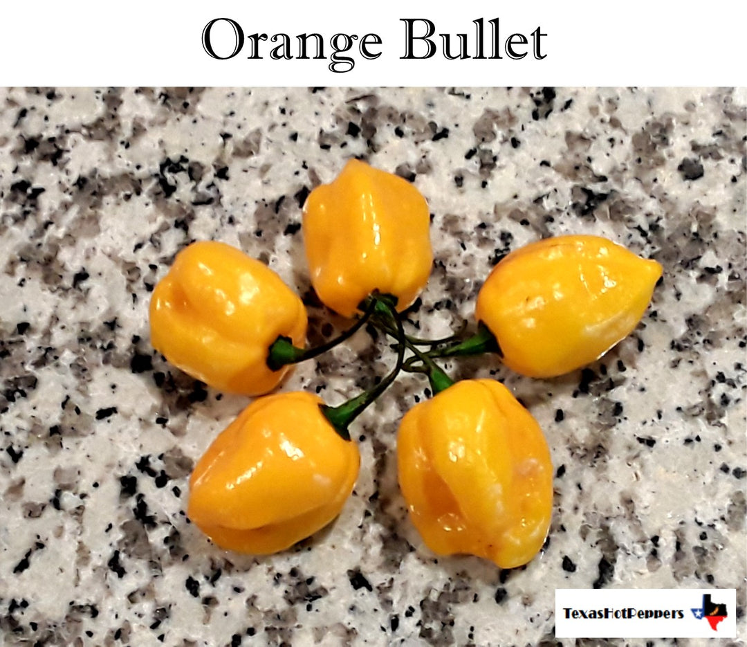 Orange Bullet – Texas Hot Peppers