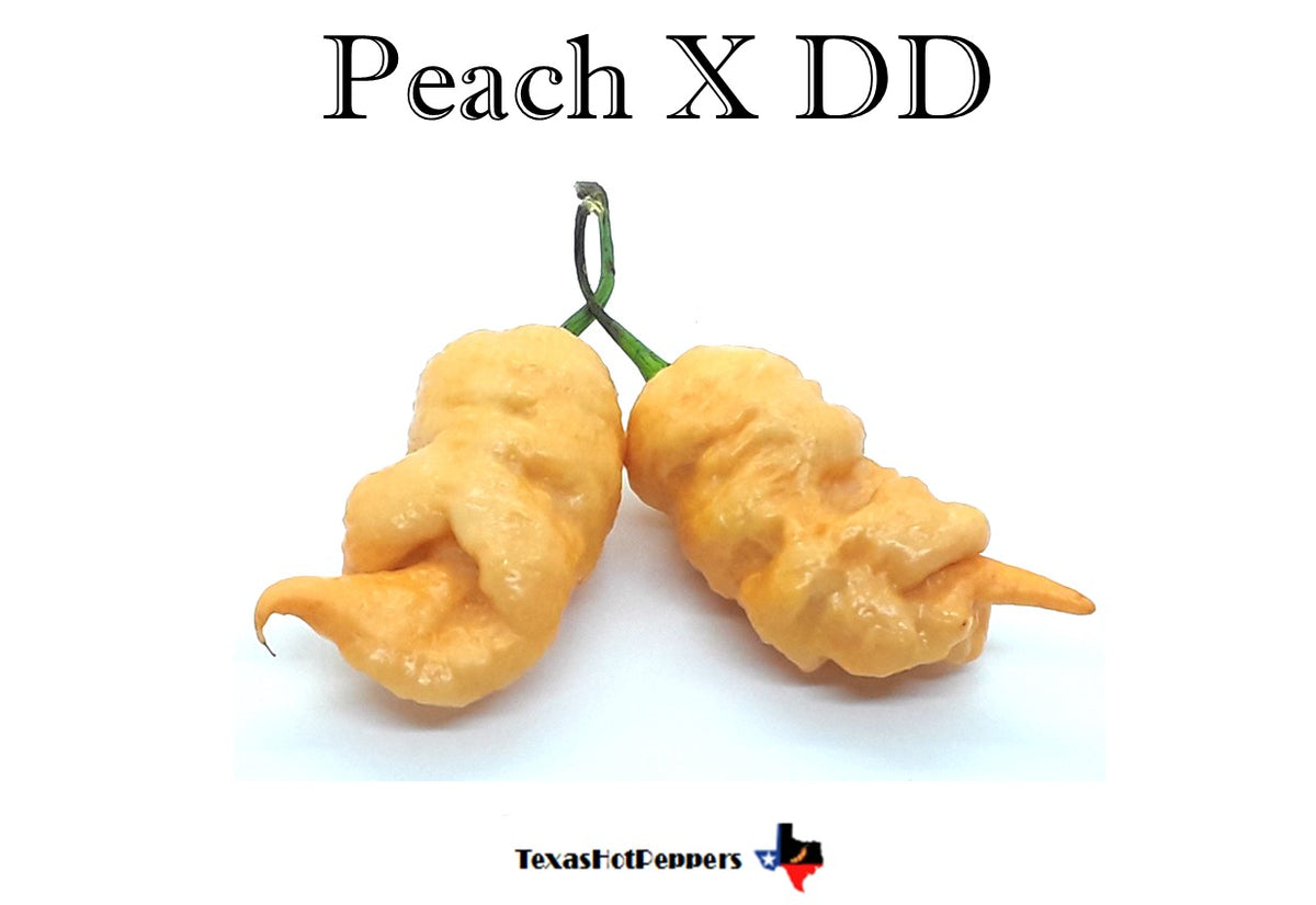 Peach X DD – Texas Hot Peppers