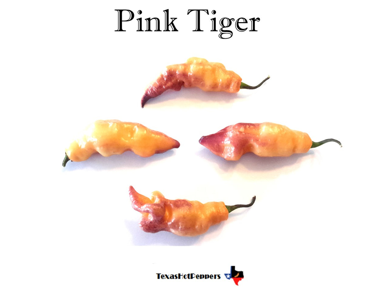 Pink Tiger – Texas Hot Peppers