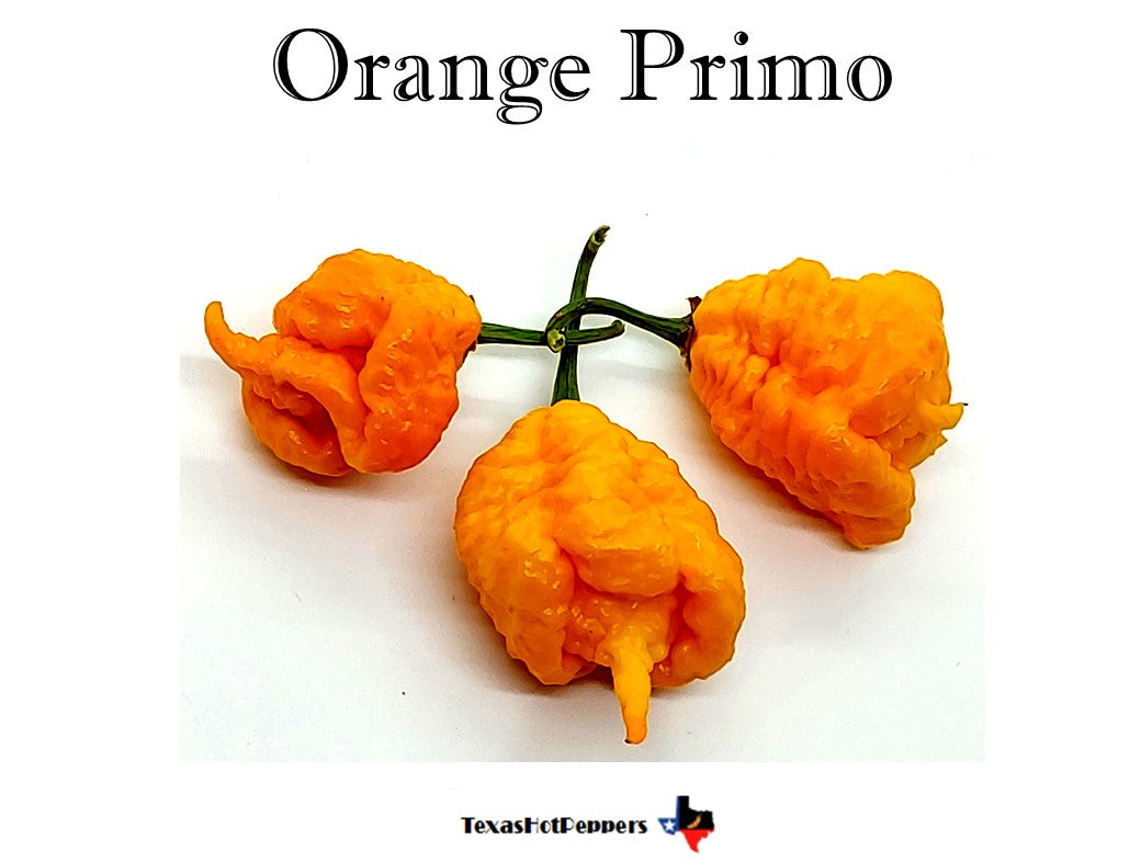 Orange Primo – Texas Hot Peppers