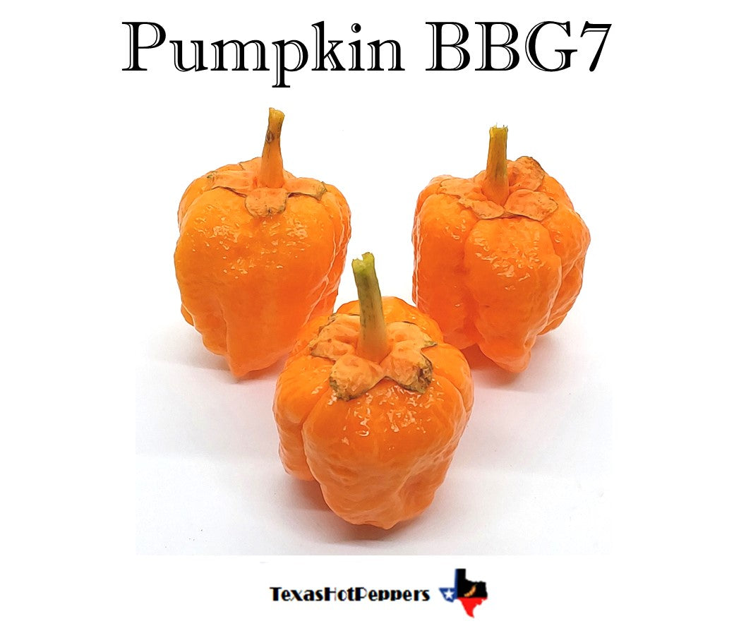 Pumpkin BBG7 – Texas Hot Peppers