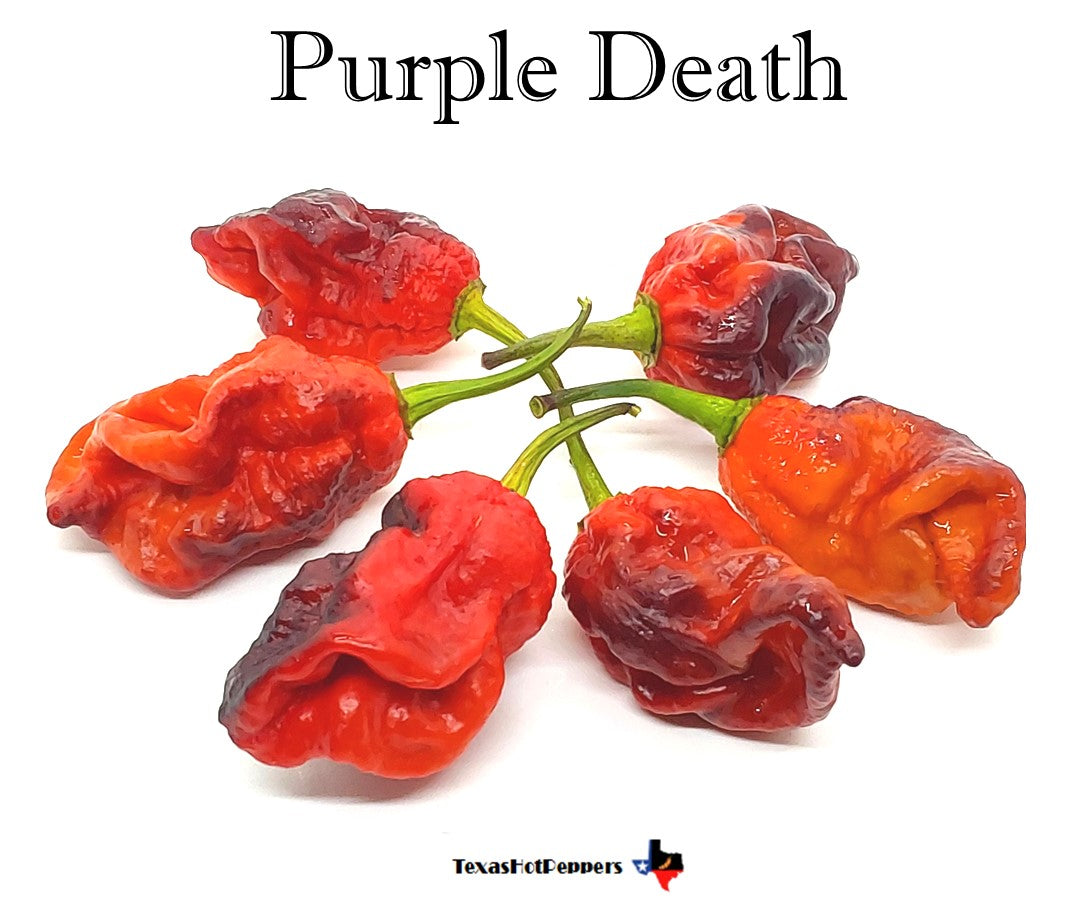 Purple Death – Texas Hot Peppers