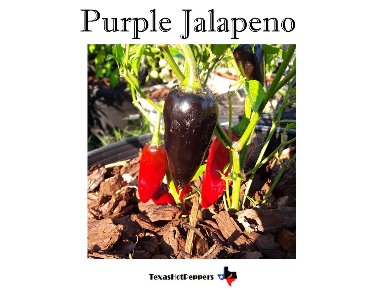 Purple Jalapeno – Texas Hot Peppers