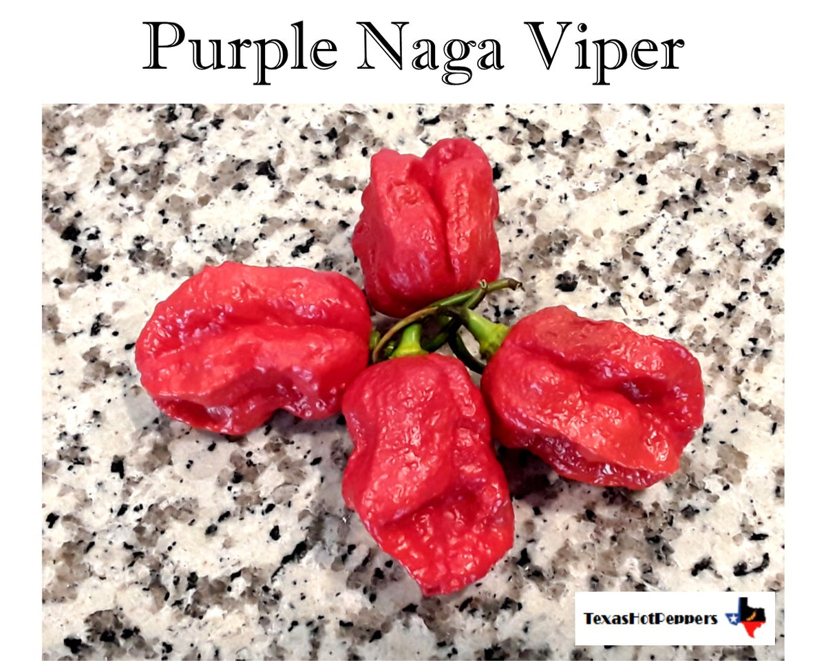 Purple Naga Viper – Texas Hot Peppers