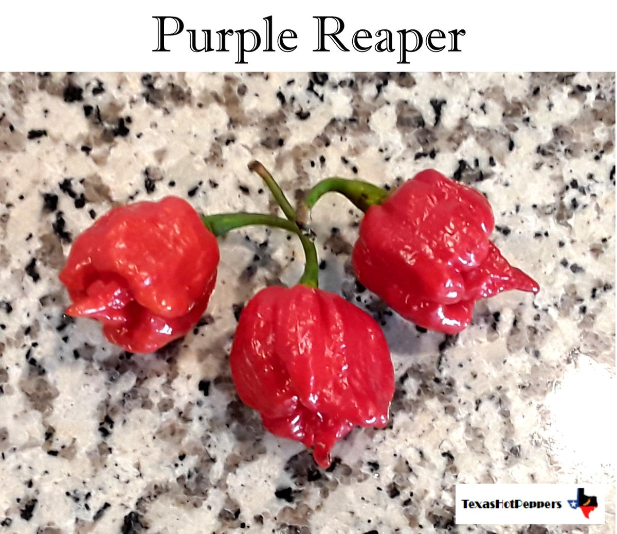 Purple Reaper – Texas Hot Peppers