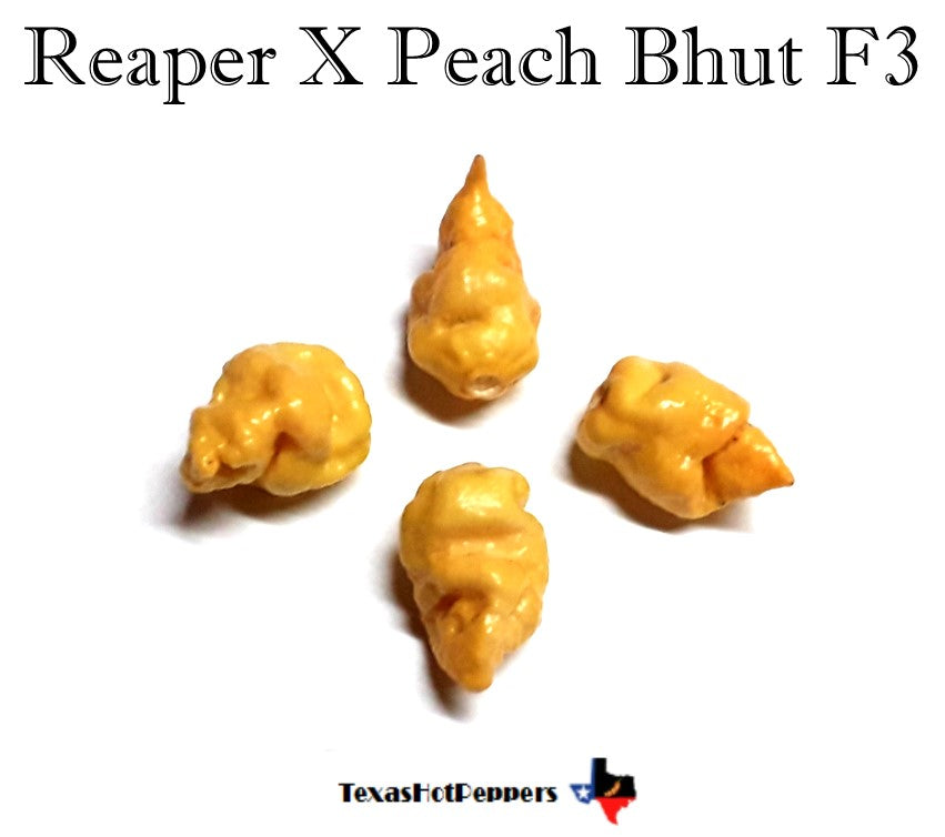 Reaper X Peach Bhut F3 – Texas Hot Peppers