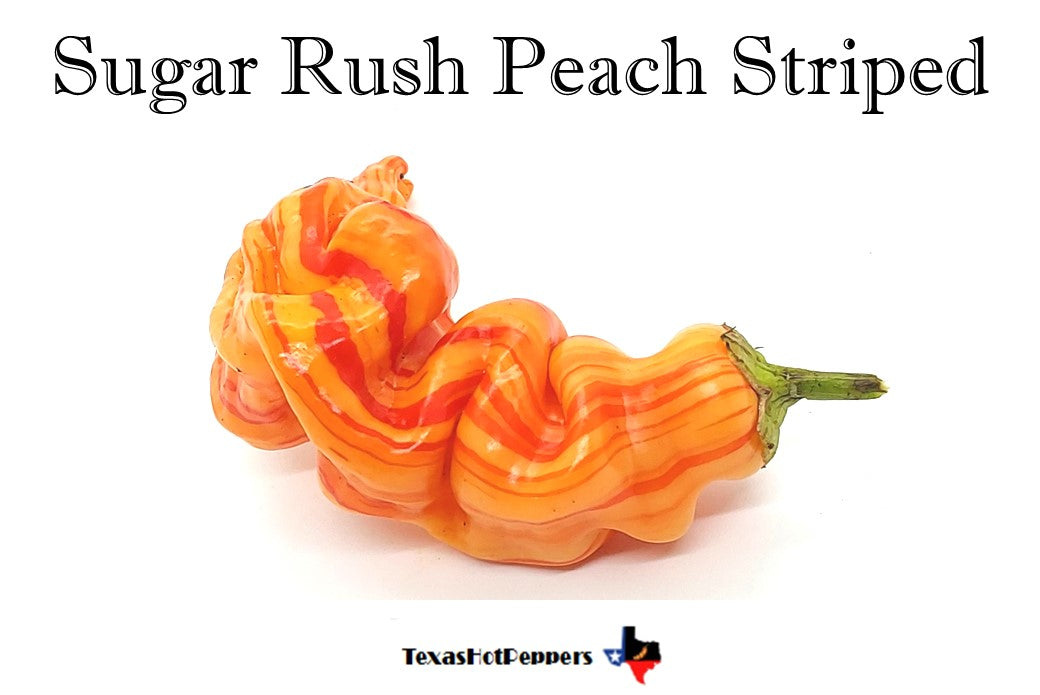 Sugar Rush Peach Striped – Texas Hot Peppers