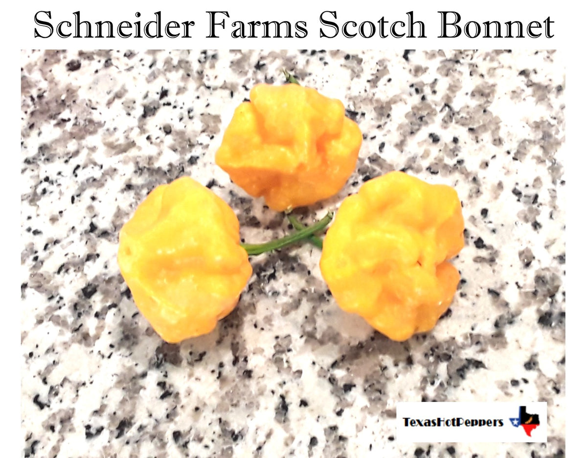 Schneider Farms Scotch Bonnet – Texas Hot Peppers