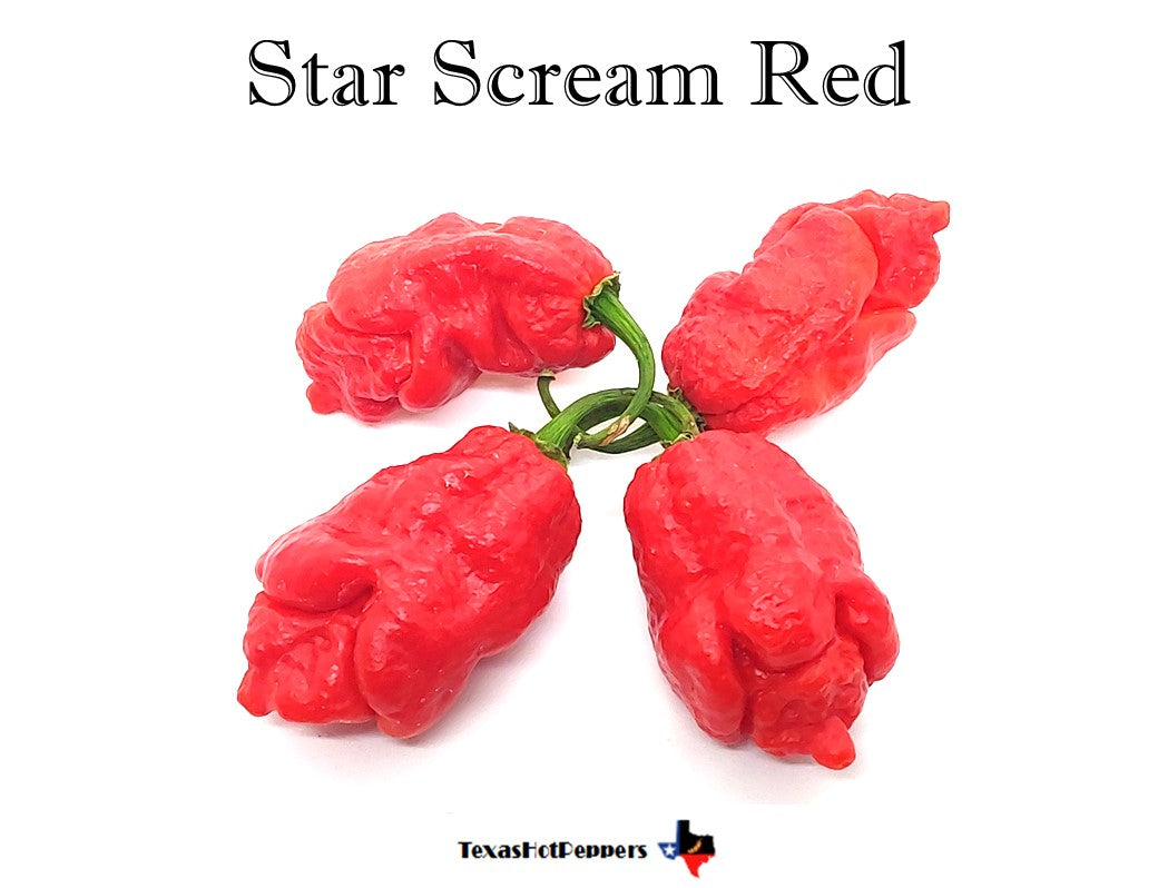 Star Scream Red – Texas Hot Peppers