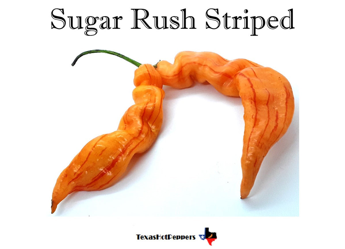 Sugar Rush Peach Striped – Texas Hot Peppers