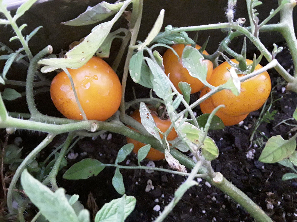 Tomato Seeds - Varieties S - Z – Texas Hot Peppers