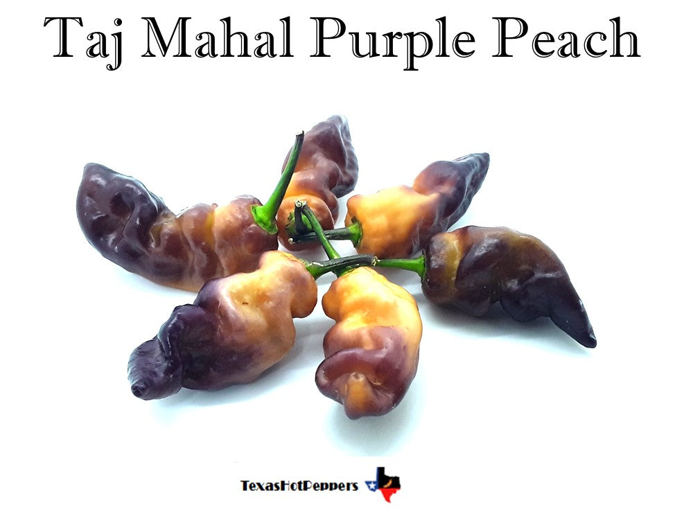 Taj Mahal Purple Peach – Texas Hot Peppers