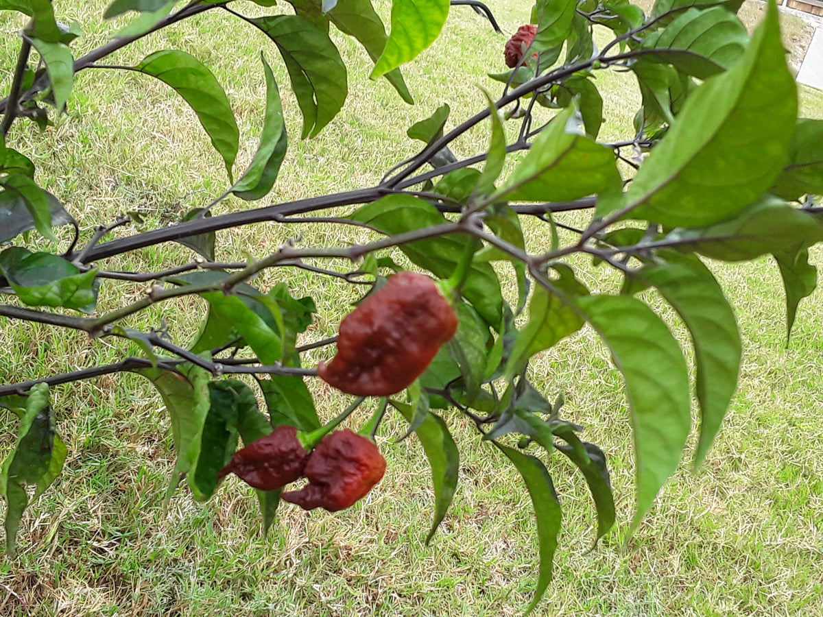 Testanera Chocolate – Texas Hot Peppers