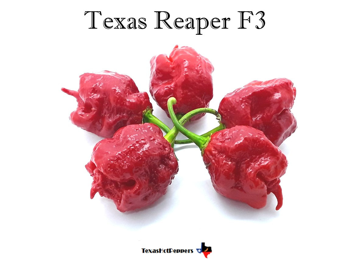 Texas Reaper F3 – Texas Hot Peppers