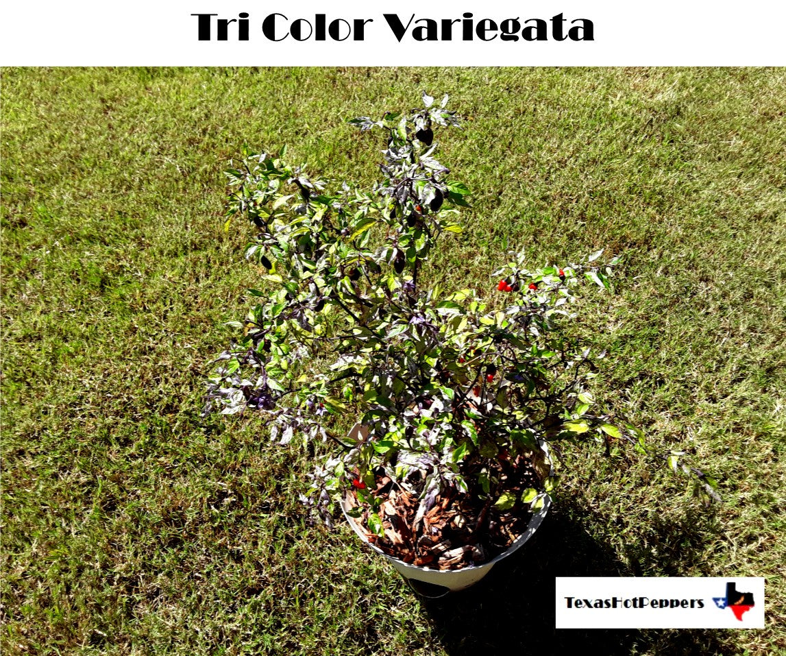 Tri Color Variegata – Texas Hot Peppers