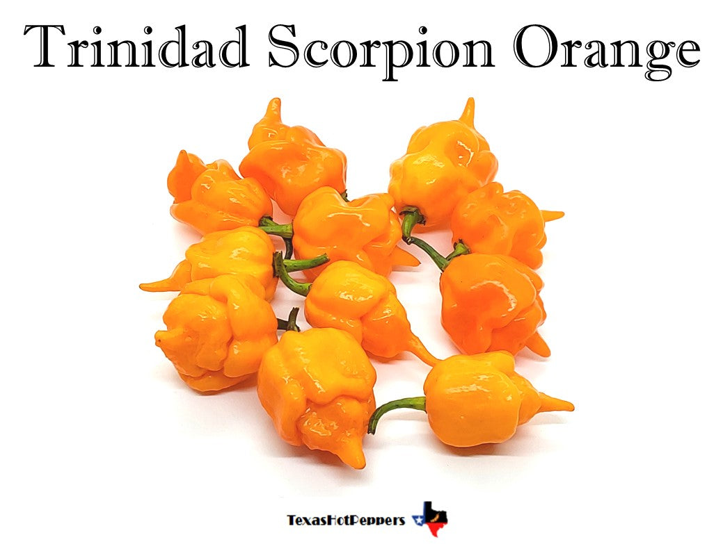 Trinidad Scorpion Orange – Texas Hot Peppers