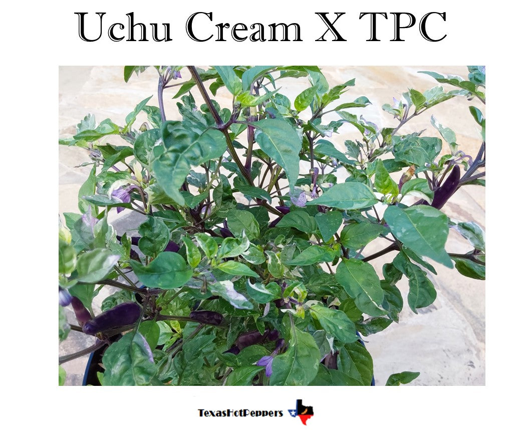 Uchu Cream X Trinidad Purple Coffee – Texas Hot Peppers