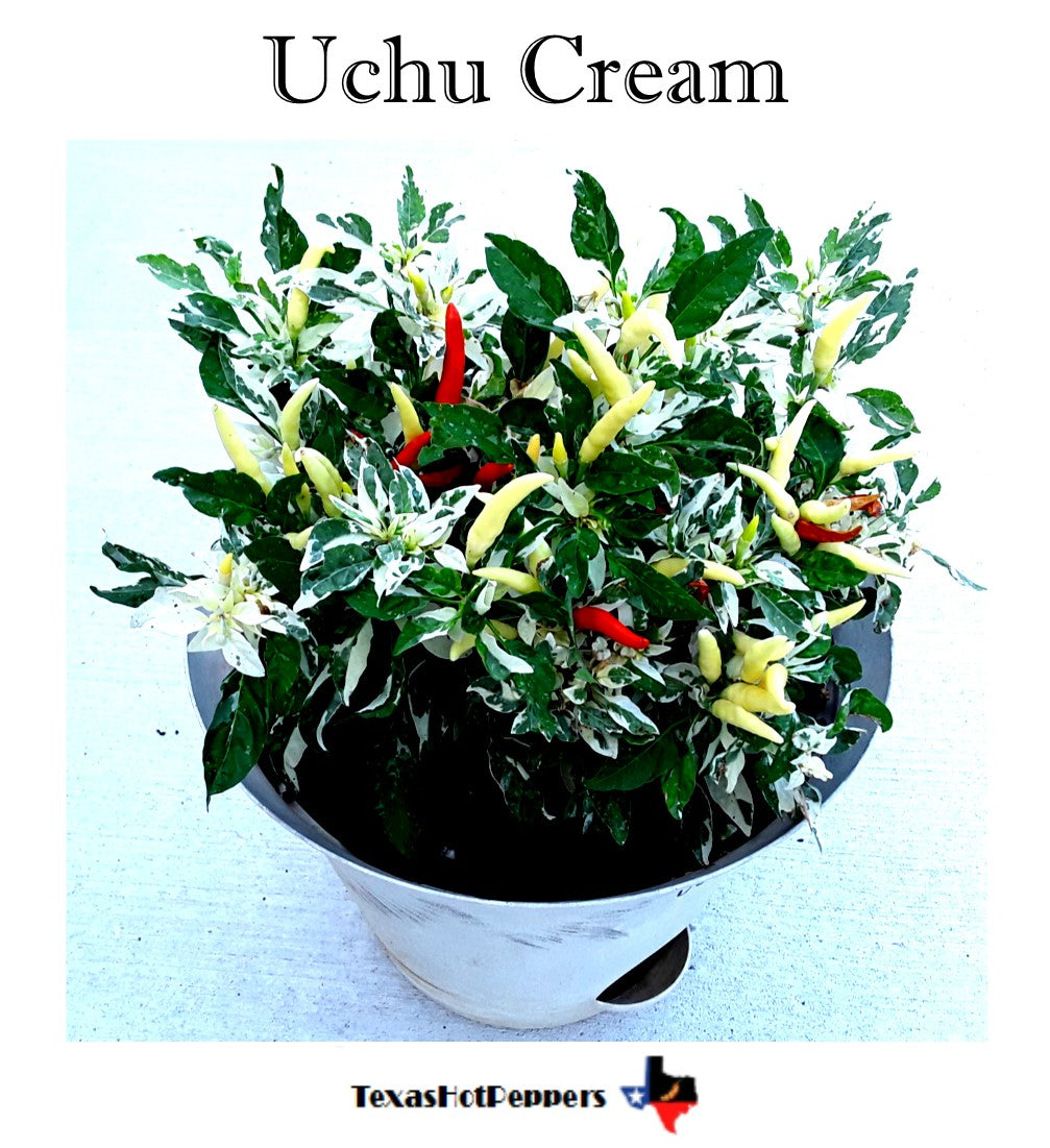 Uchu Cream – Texas Hot Peppers