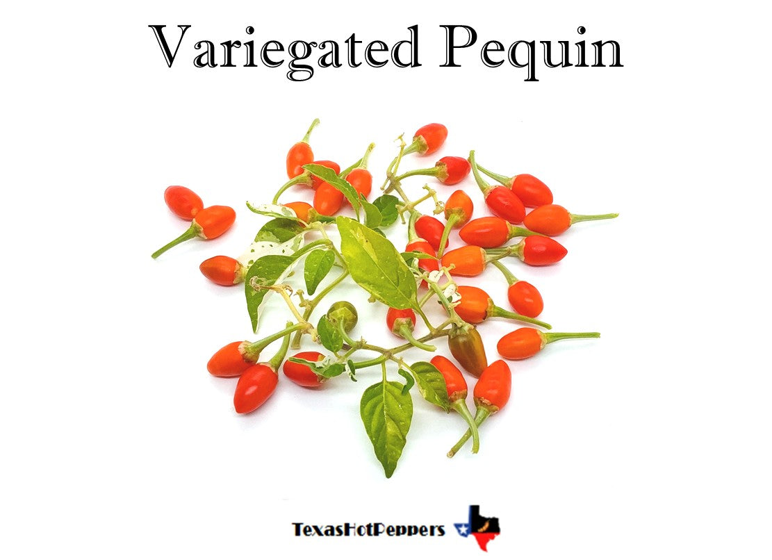 Variegated Pequin – Texas Hot Peppers